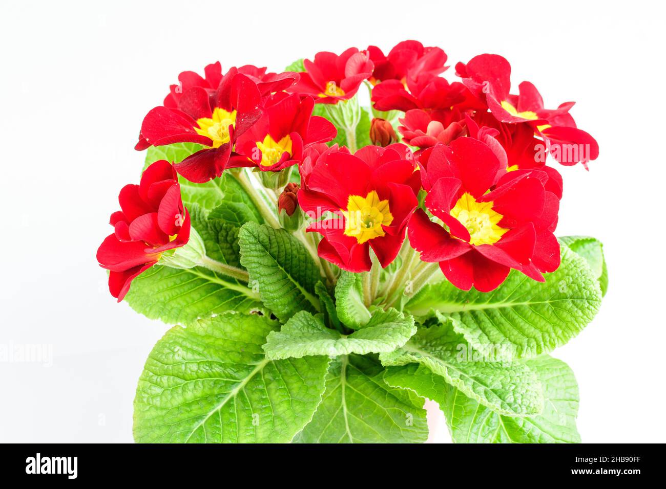 Close up of vivid red Primrose flowers in full bloom in a garden pot ...