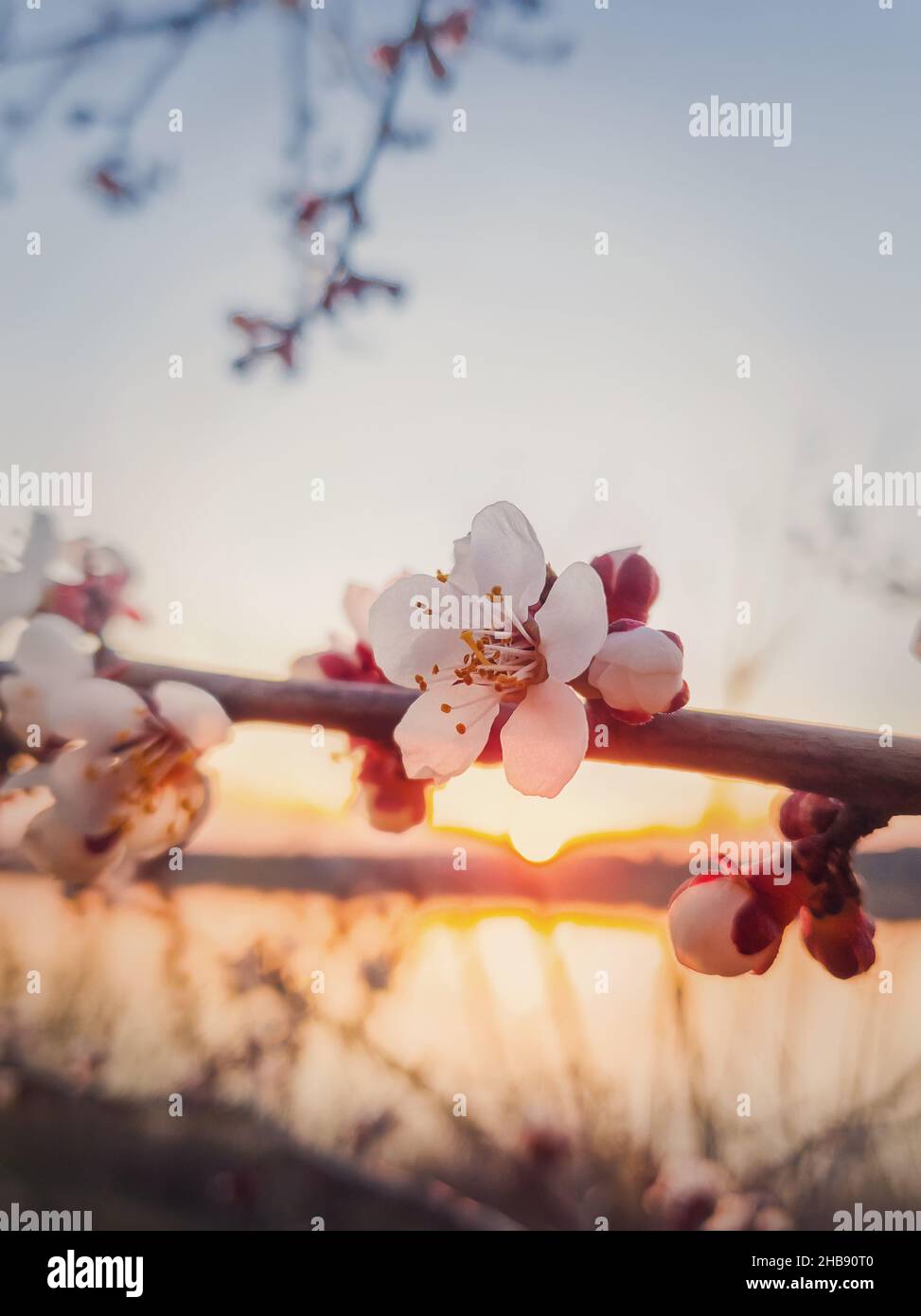 Spring blooming apricot tree. Closeup flower blossoms over sunset sky ...