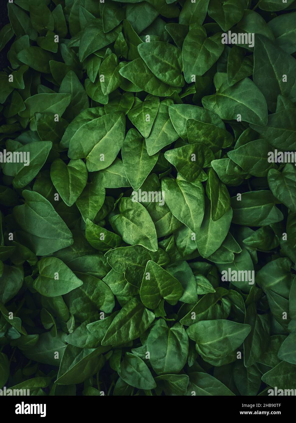 Fresh sprouts, green leaves texture of bindweed plants. Wild herb ...