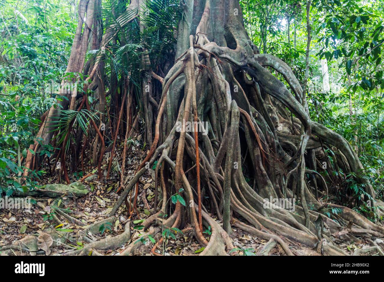 Giant tree in Taman Negara national park, Malaysia Stock Photo - Alamy