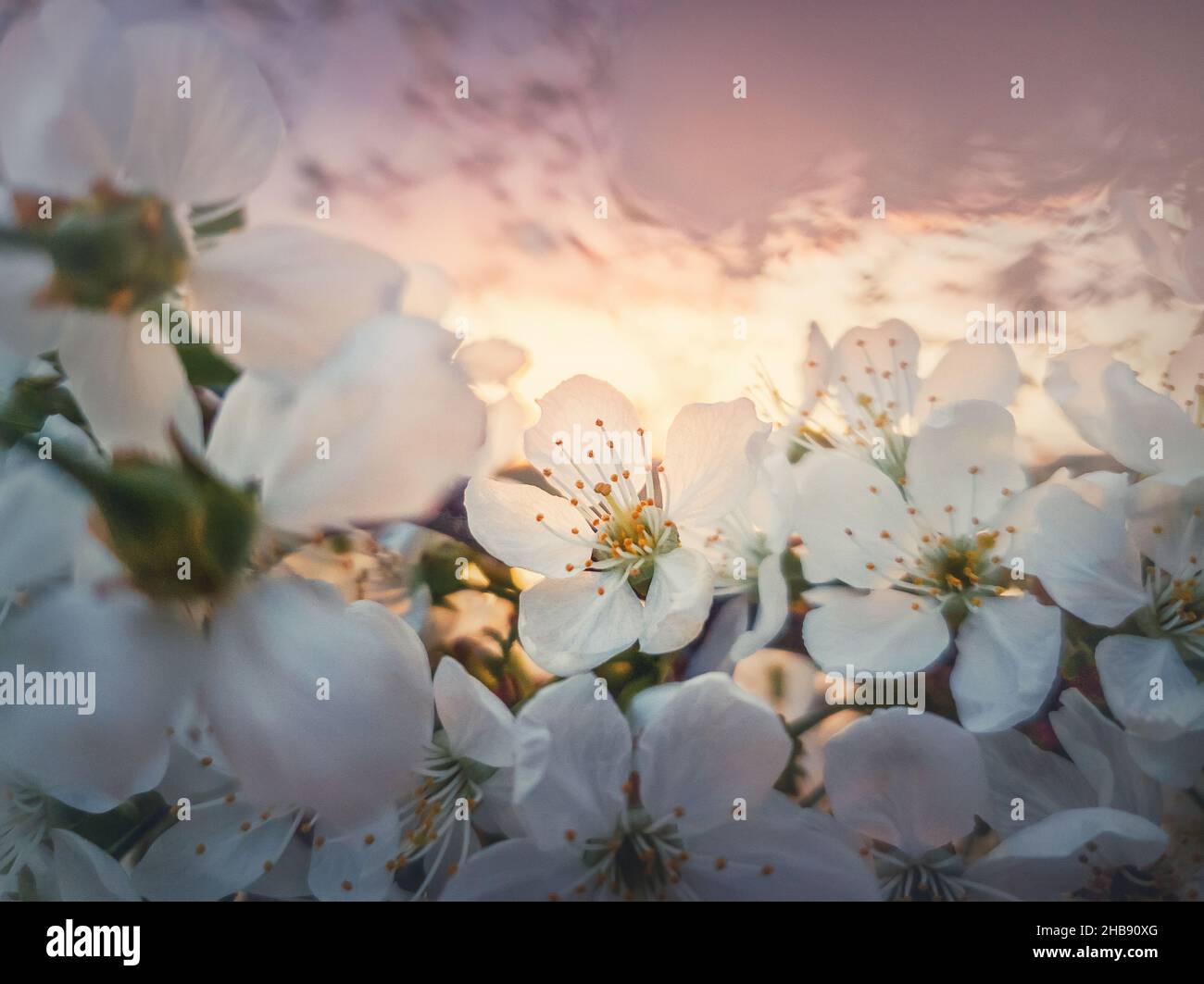 Sunset cherry blossoms hi-res stock photography and images - Alamy