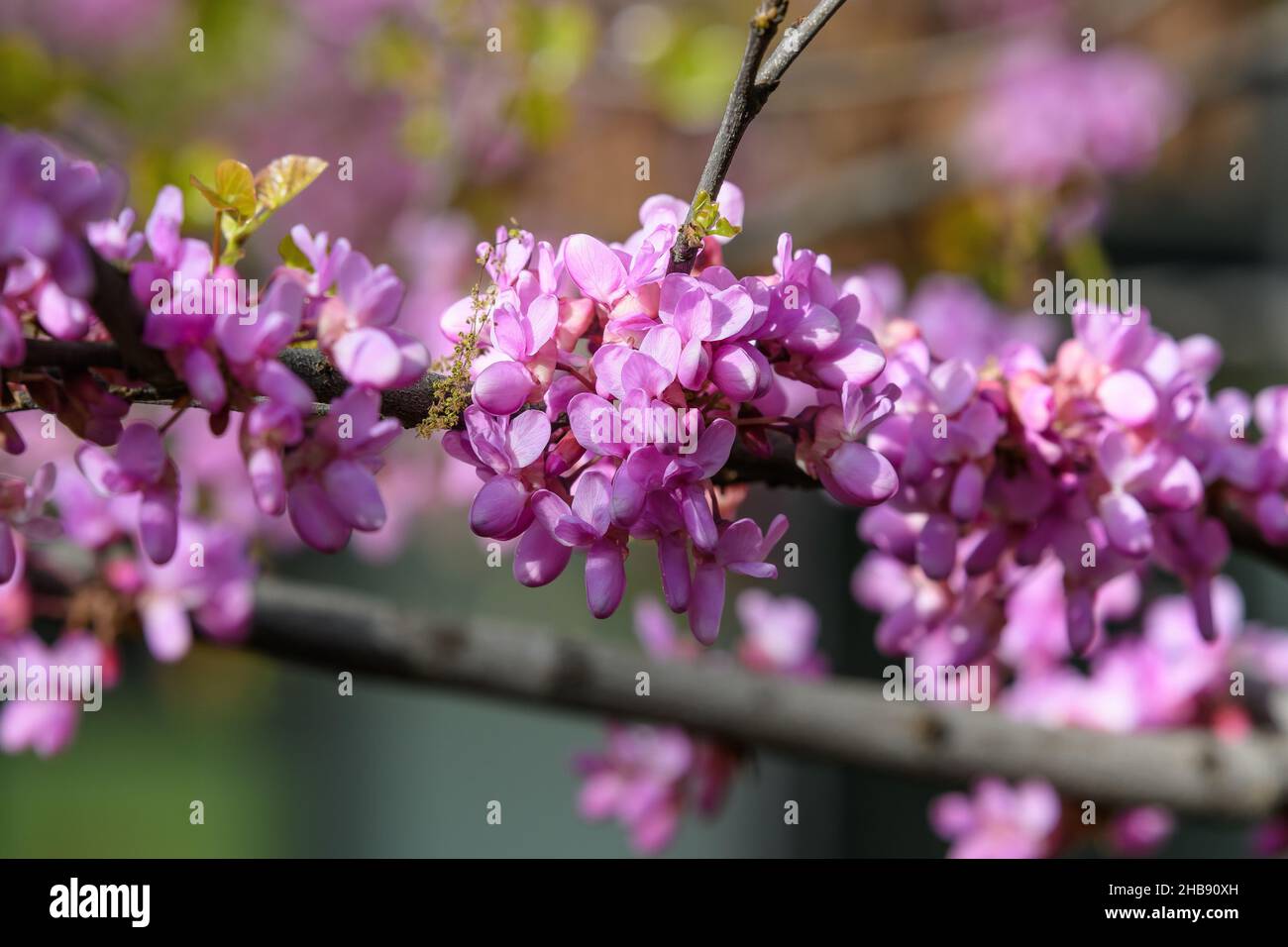 Many vivid pink flowers of Cercis siliquastrum, commonly known as Judas ...