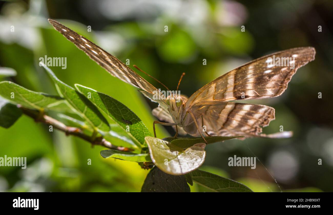 Daggerwing hi-res stock photography and images - Alamy