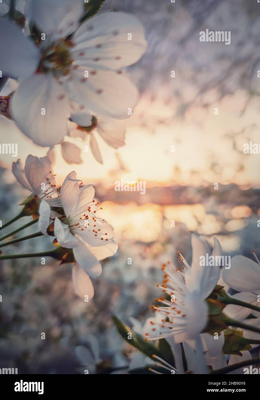Spring blooming cherry tree. Close up sakura flowers over sunset ...