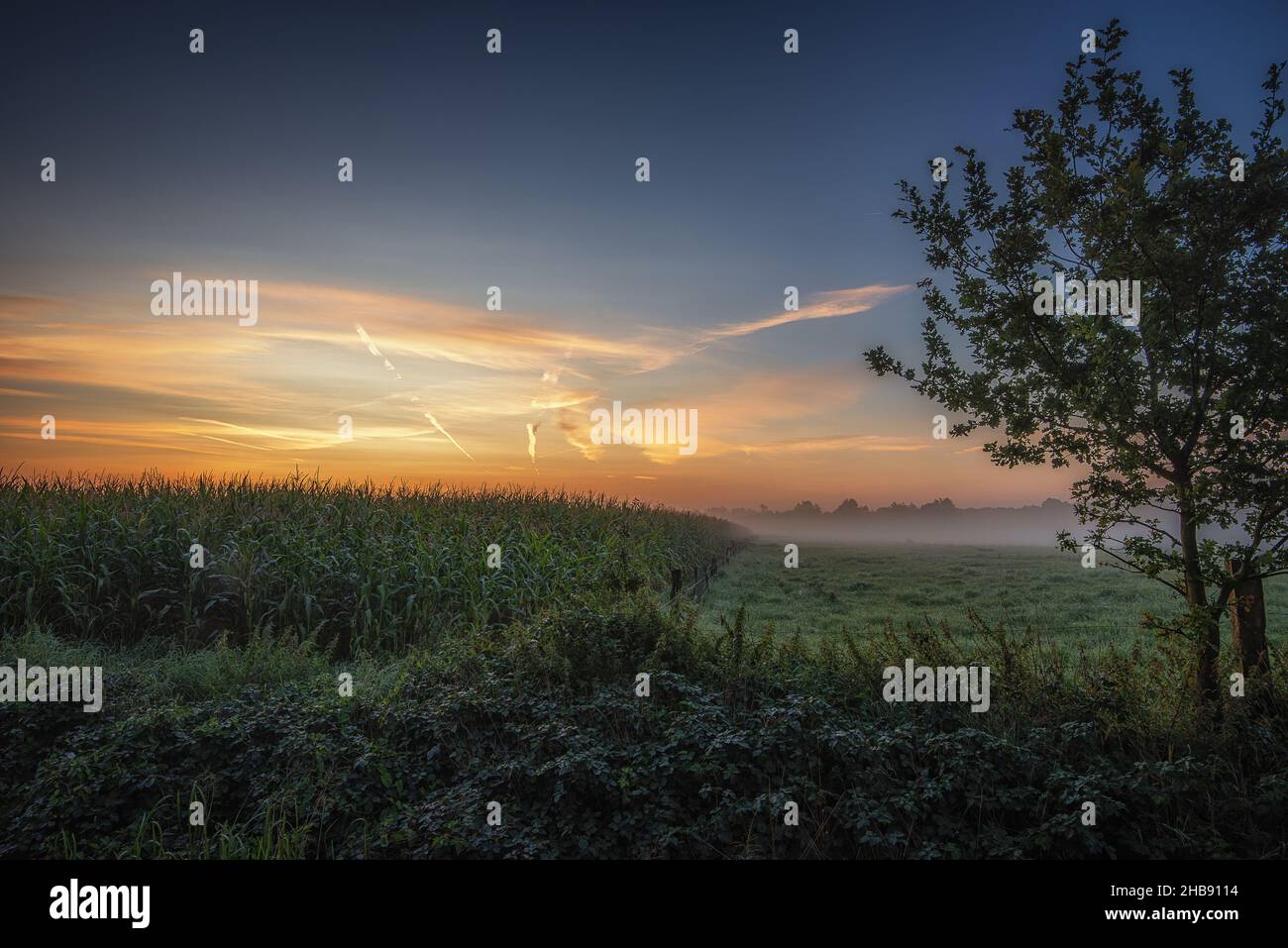Beautiful view of morning light over a cornfield with fog on the ...