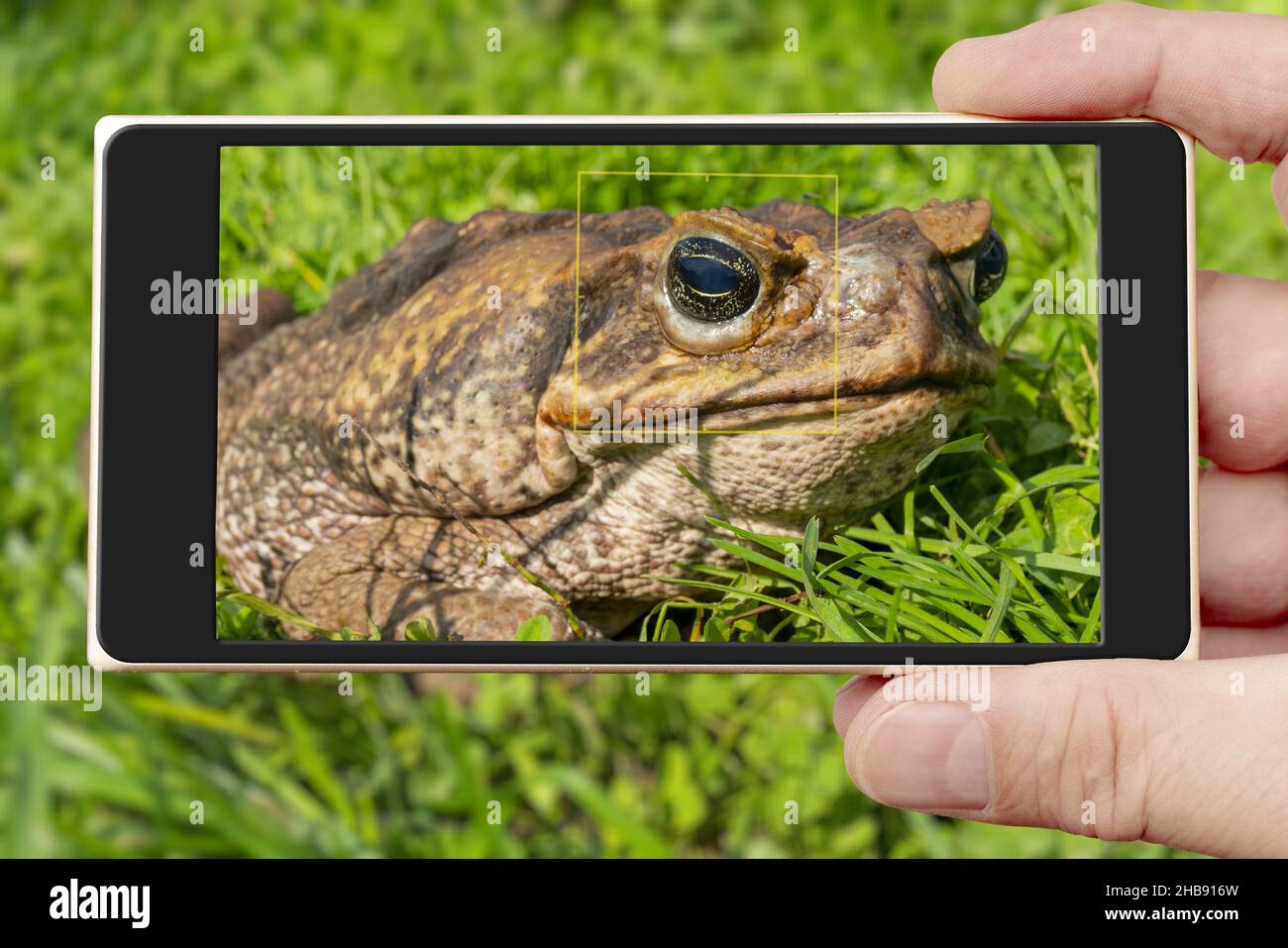Man taking picture of a cane toad (rhinella marina) with a mobile phone ...