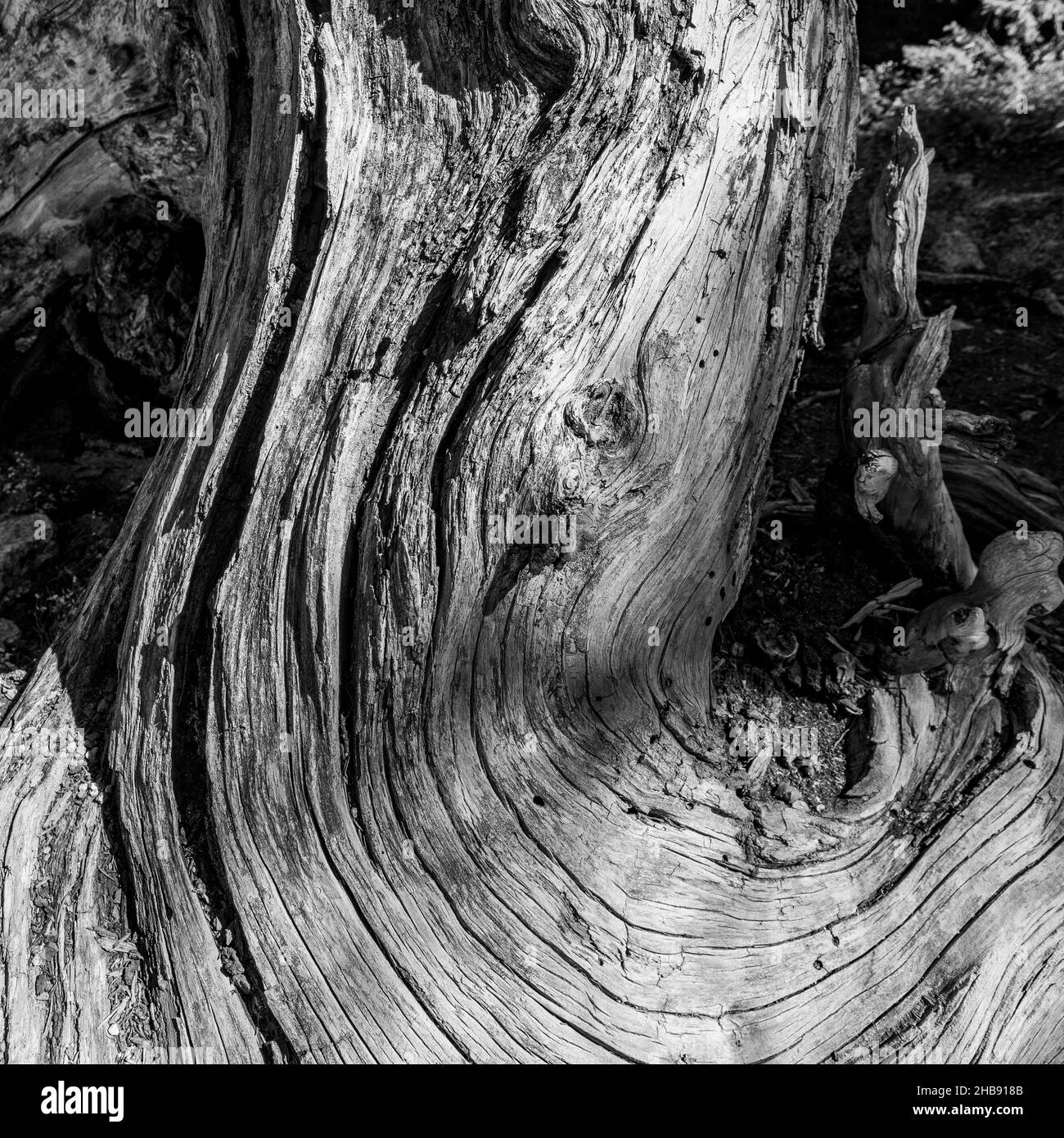 Weathered trunk of tree in Sawtooth National Forest Stock Photo - Alamy