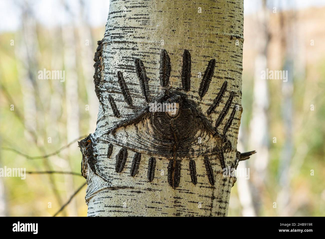 Eye-shaped carving in Aspen tree Stock Photo - Alamy