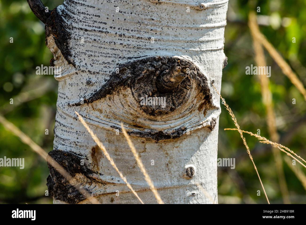 Eye-shaped formation in Aspen tree Stock Photo - Alamy