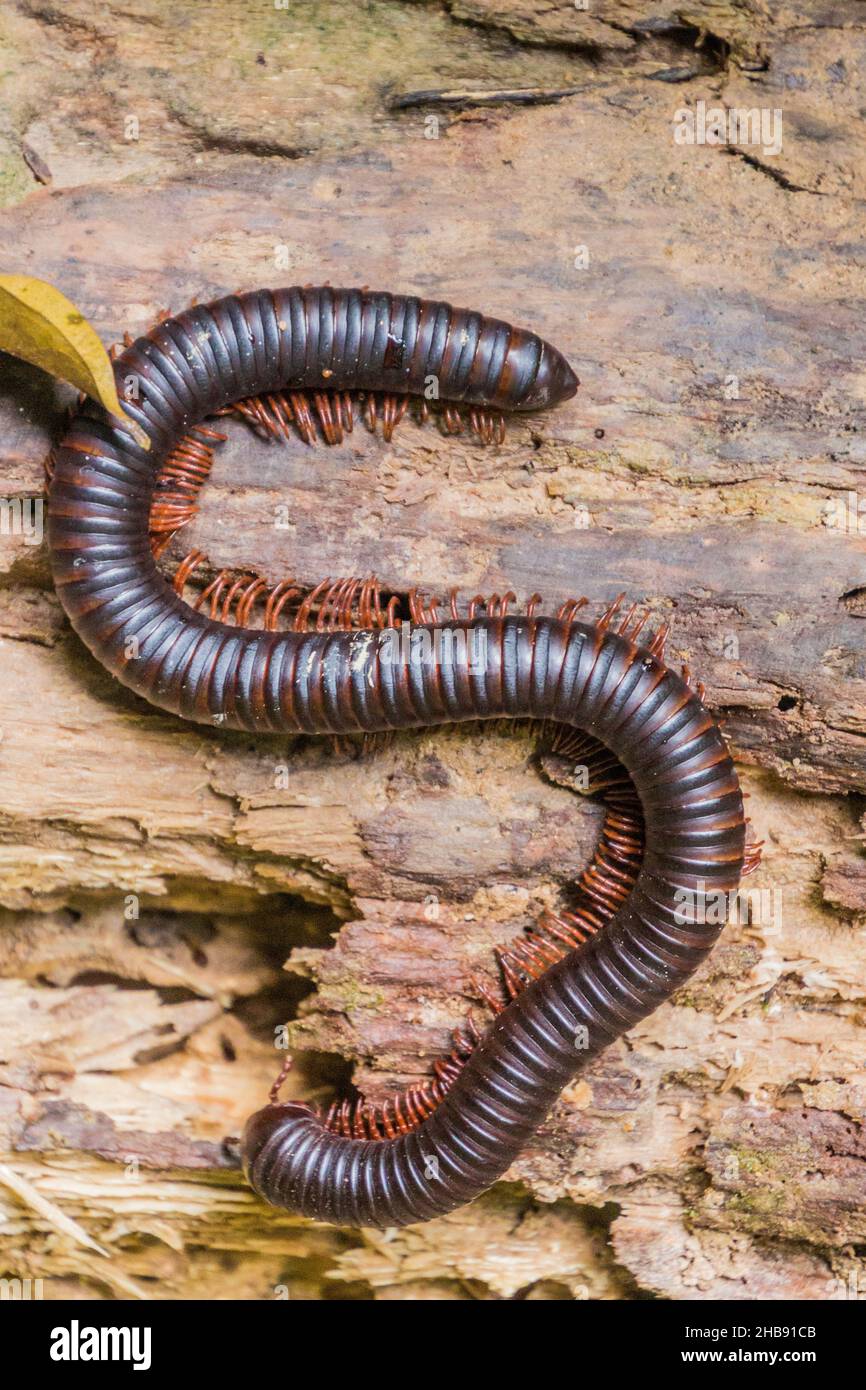 Myriapod in Taman Negara national park, Malaysia Stock Photo - Alamy