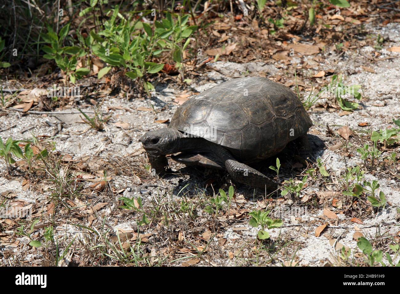 Gopher Tortoise - Gopherus polyphemus - in natural habitat in central ...