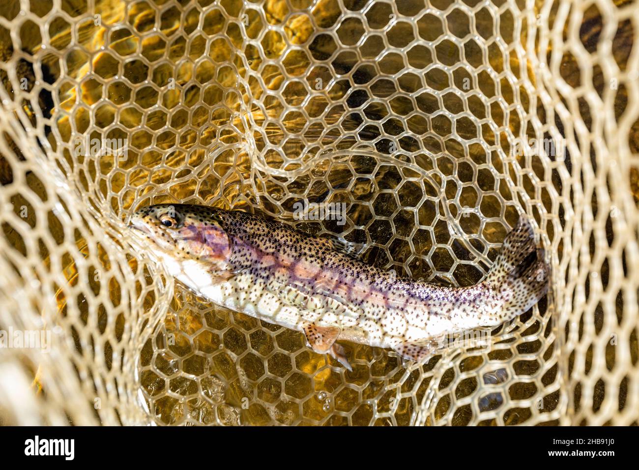 Rainbow trout in fishing net Stock Photo - Alamy