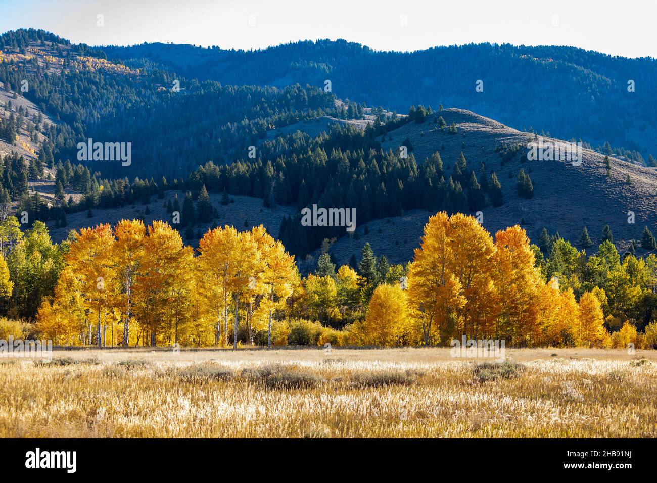 USA, Idaho, Sun Valley, Fall foliage Stock Photo - Alamy