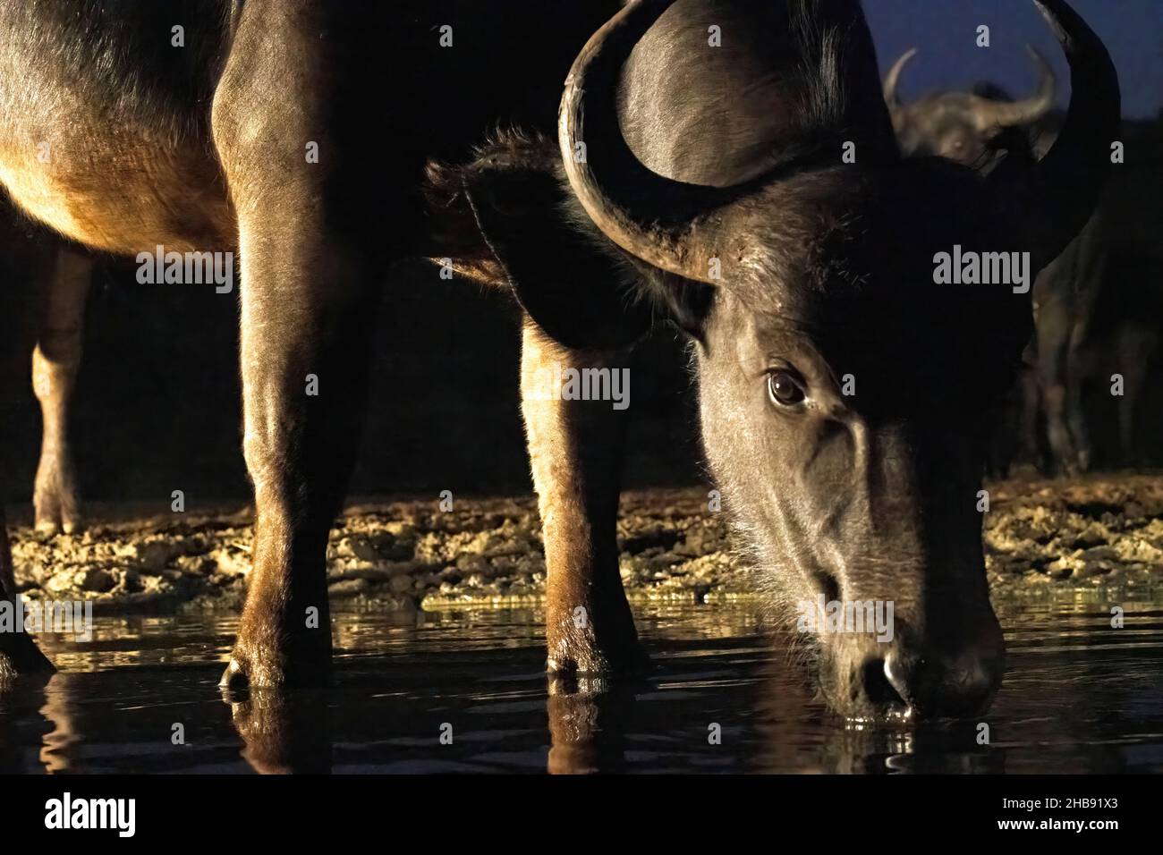 African savanna buffalo hi-res stock photography and images - Alamy