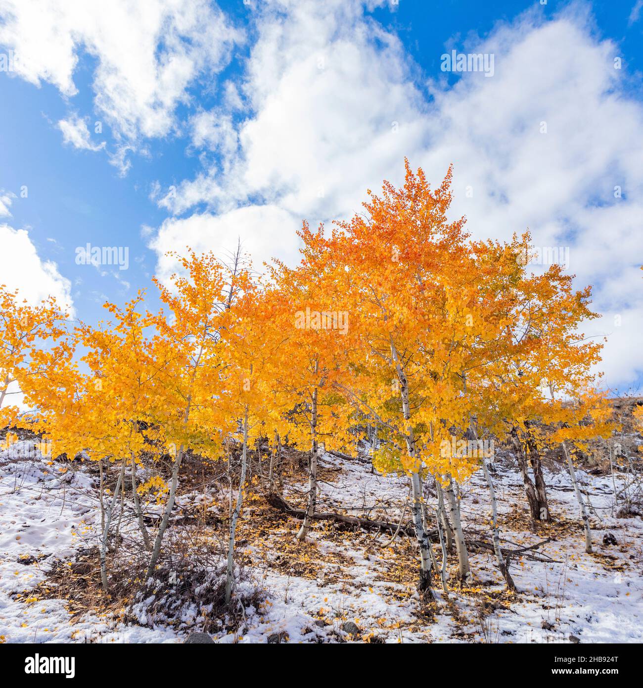 USA, Idaho, Ketchum, Fall foliage near Sun Valley Stock Photo - Alamy