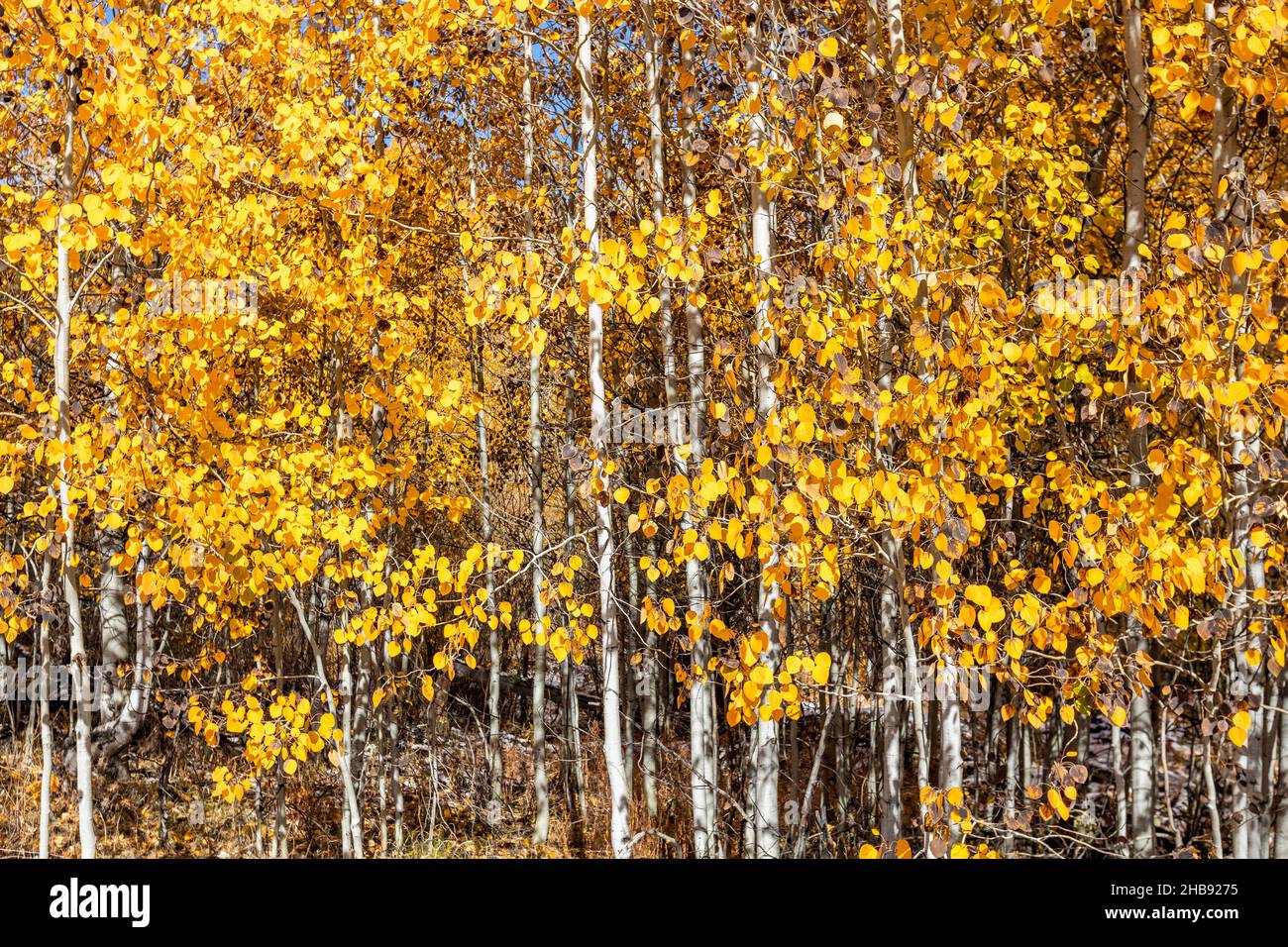 USA, Idaho, Ketchum, Yellow autumn trees Stock Photo - Alamy