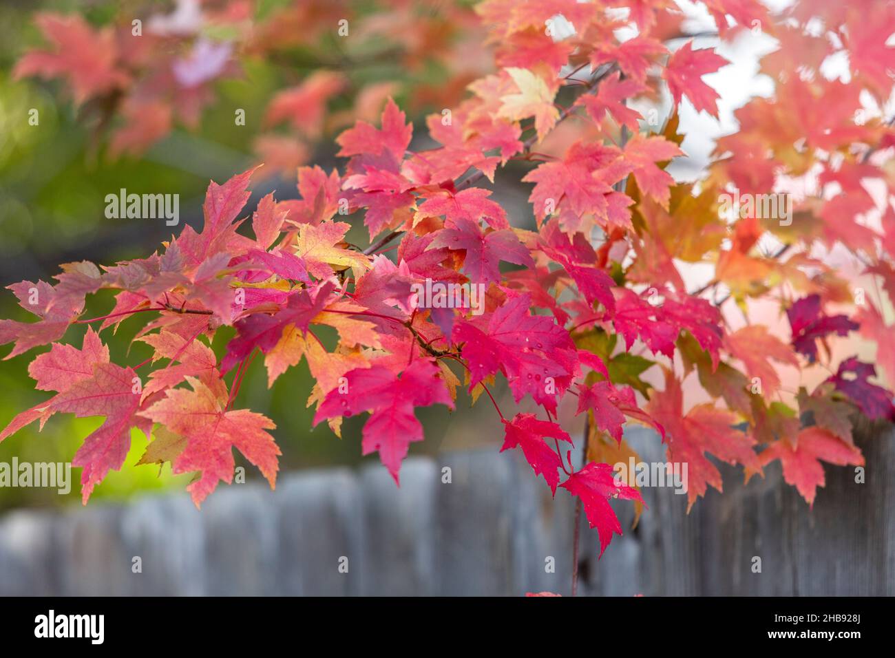 Autumn leaves of maple tree Stock Photo - Alamy