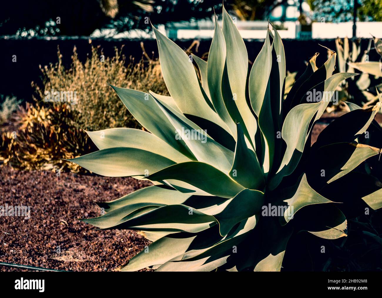 Photography of wild plants in spain Stock Photo - Alamy
