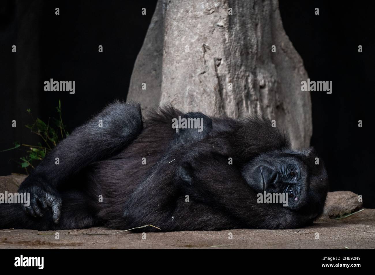 Monkey enclosure zoo hi-res stock photography and images - Alamy