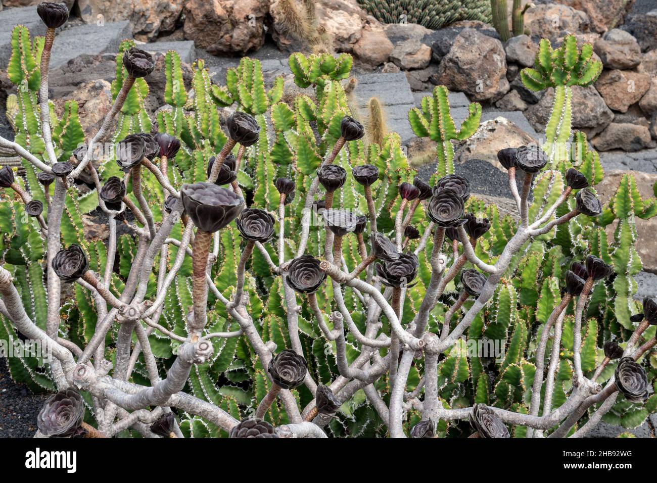 Irish rose hi-res stock photography and images - Alamy