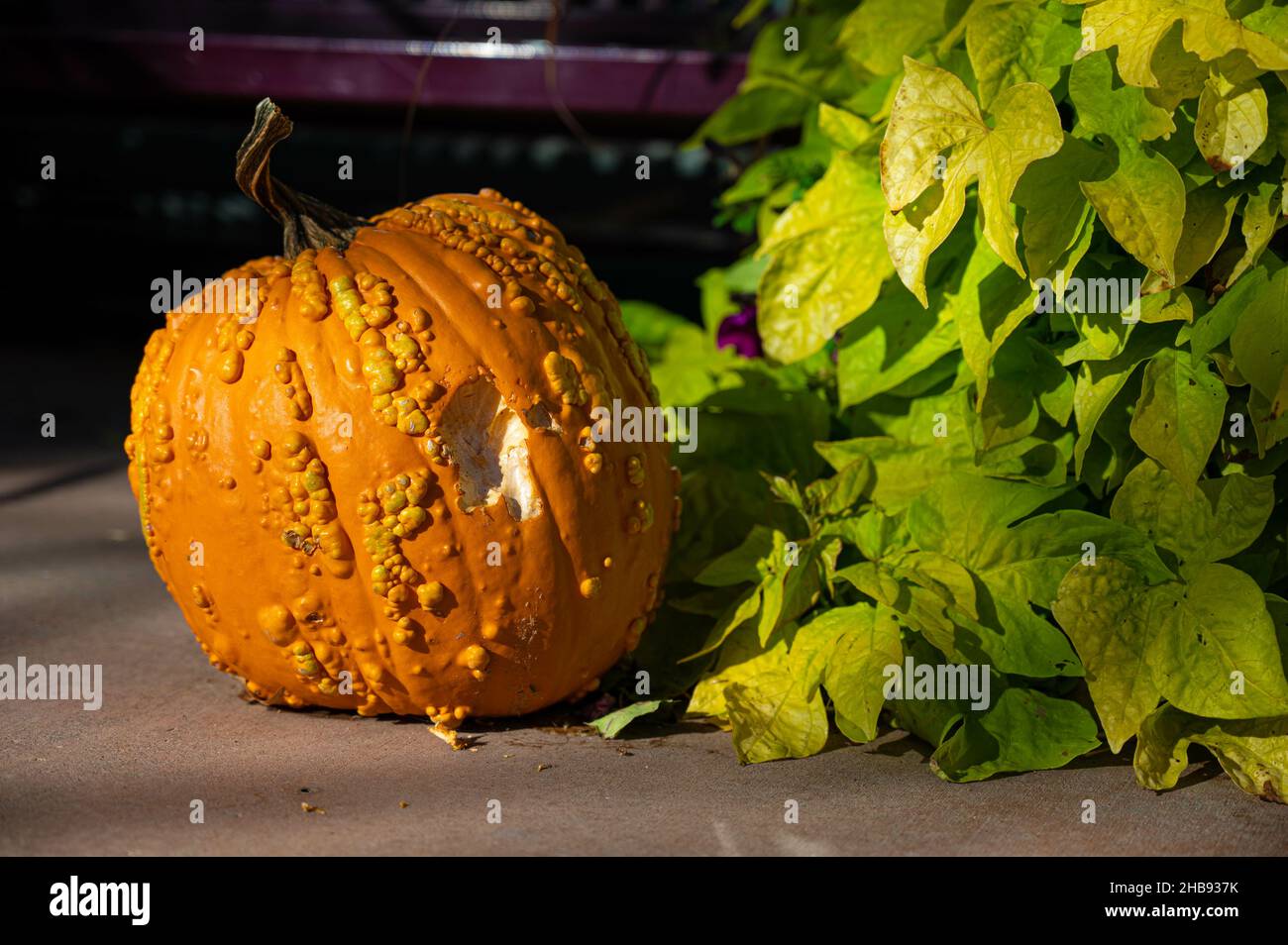 Closeup shot of the damaged pumpkin on the ground near dense green ...
