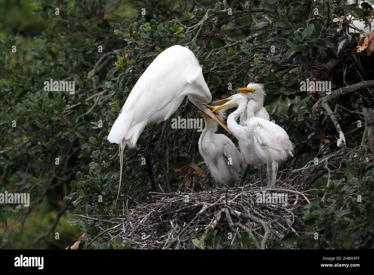 Great egret - Ardea alba - feeding chicks on nest in oak tree in St ...