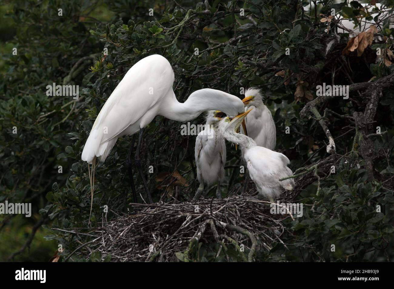 Great egret - Ardea alba - feeding chicks on nest in oak tree in St ...