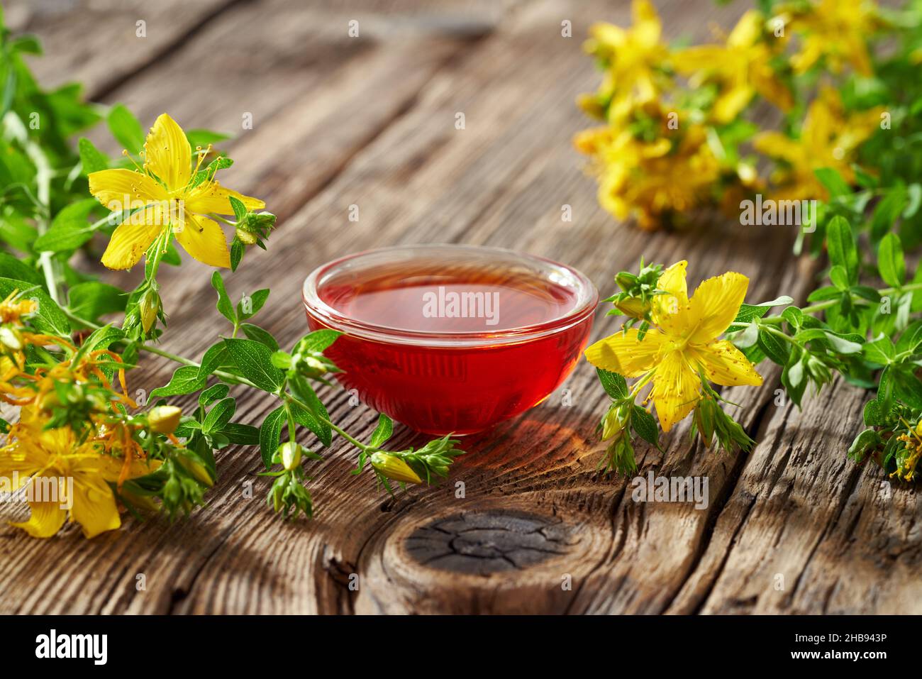 Red oil made from St. John's wort flowers with fresh Hypericum plant ...