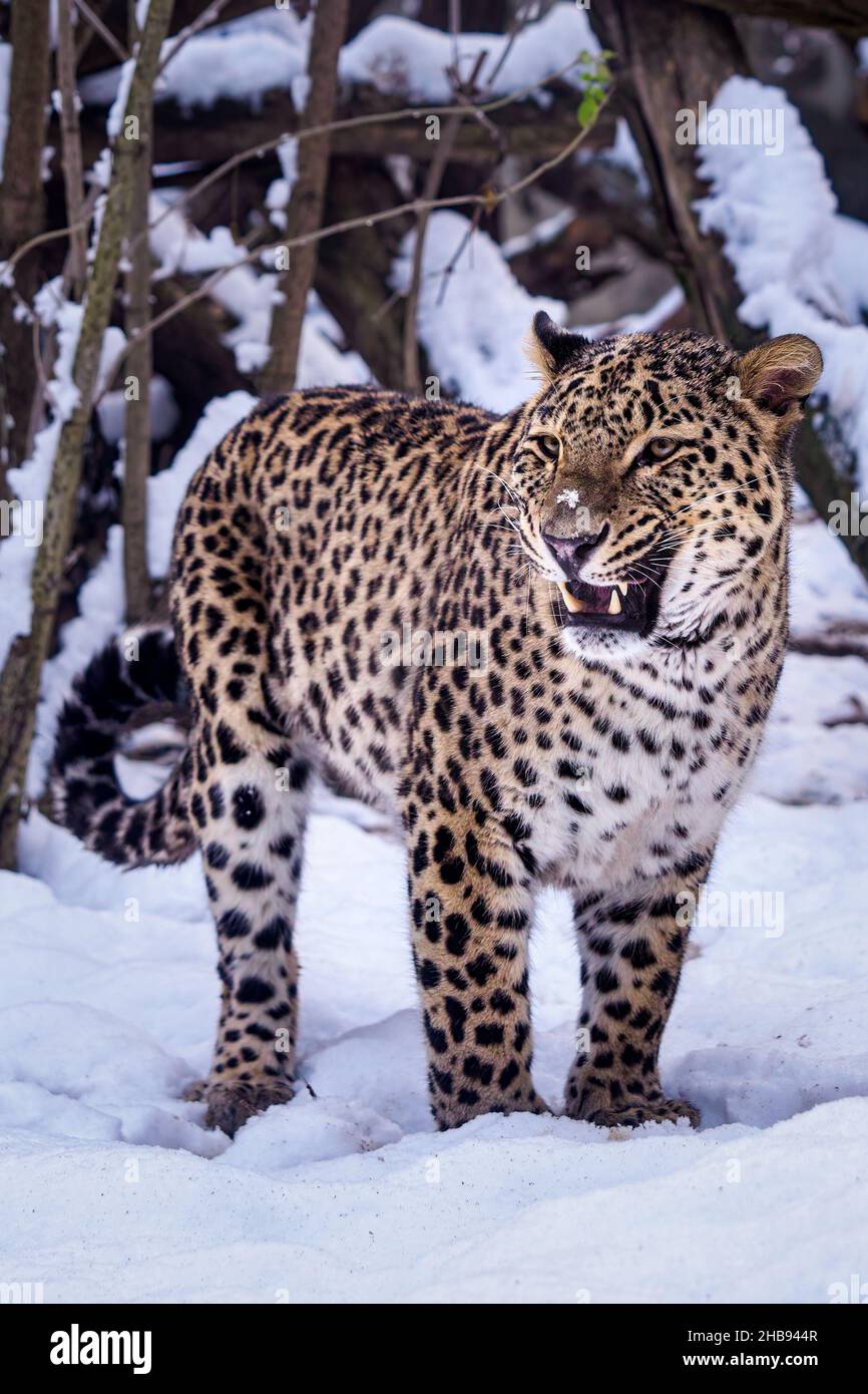 Jaguars In Snowy Neighborhood