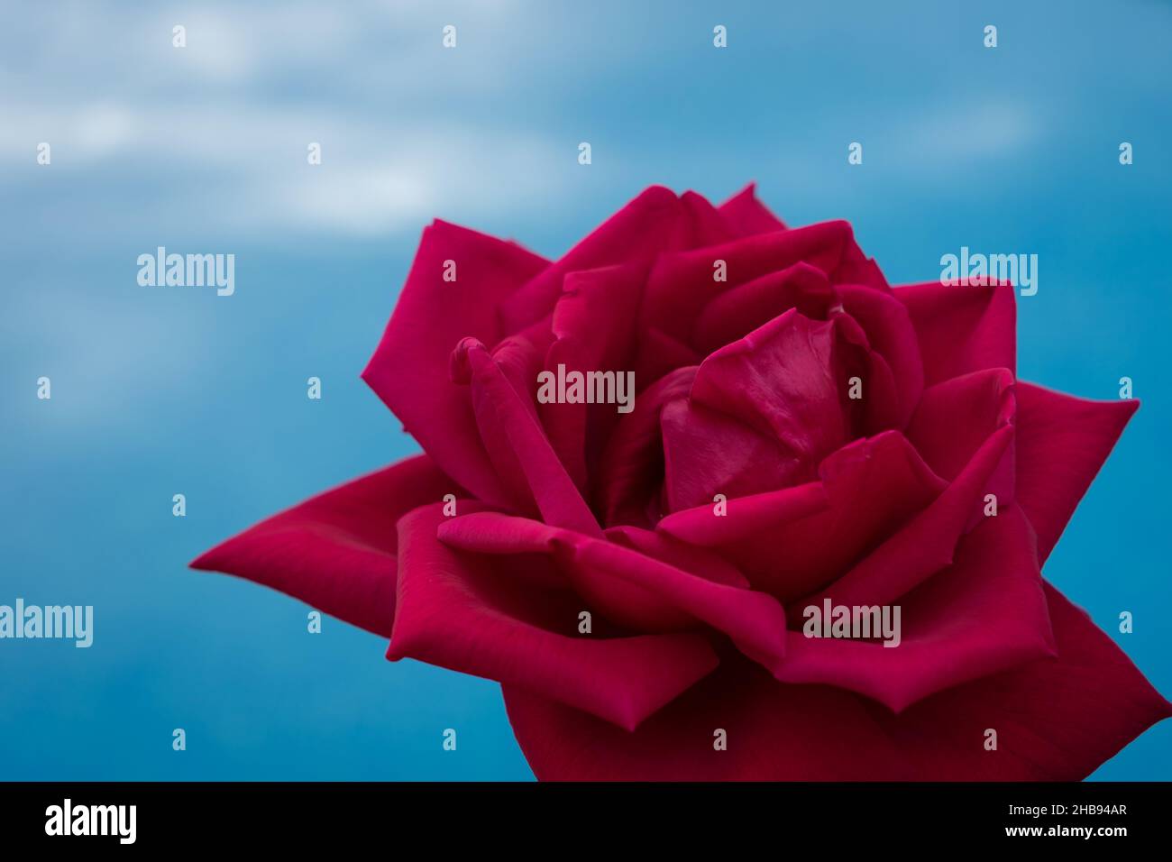 beautiful red rose by the blue pool flower close-up for romance and ...