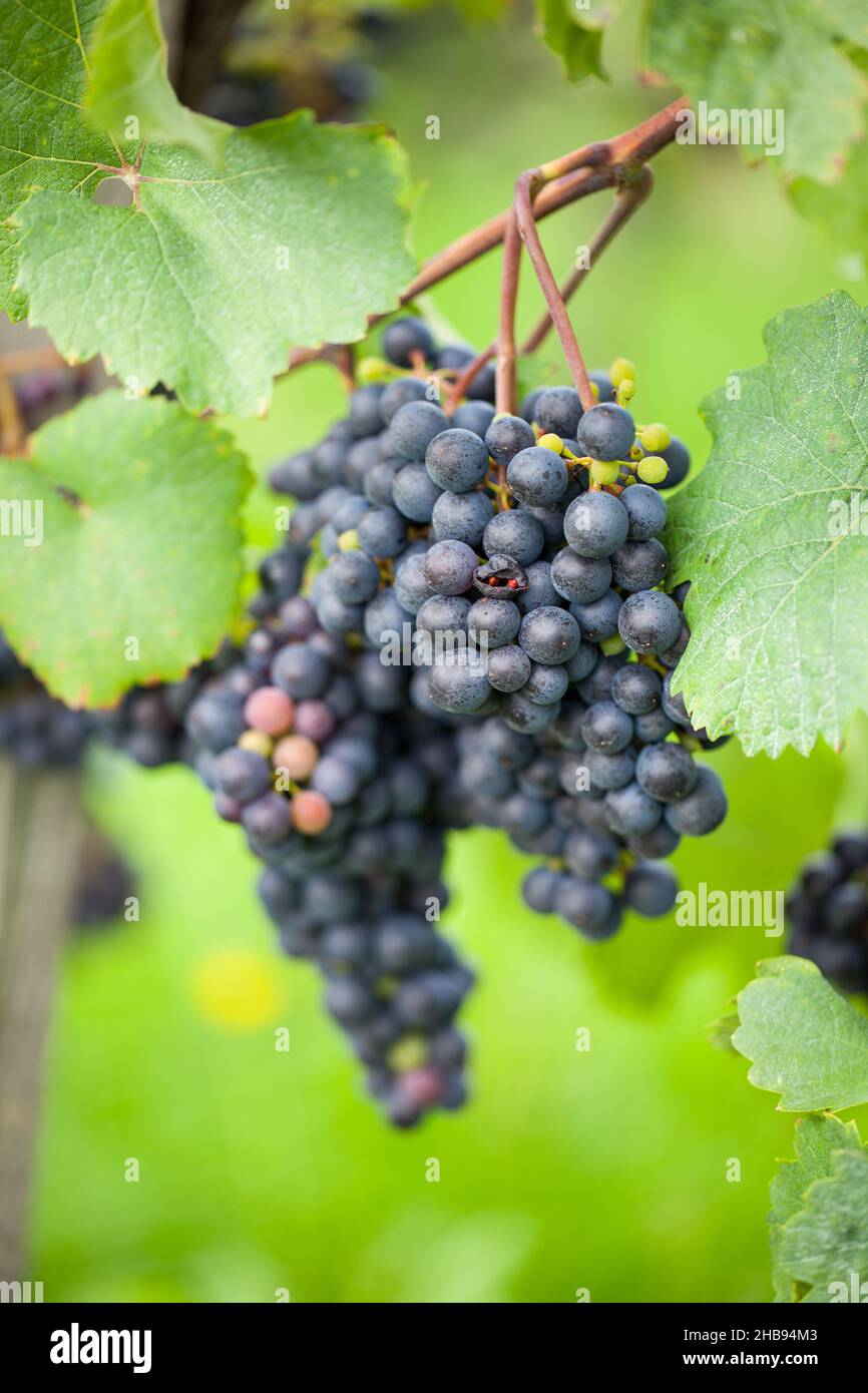Whole blue grapes on vine stock Stock Photo - Alamy