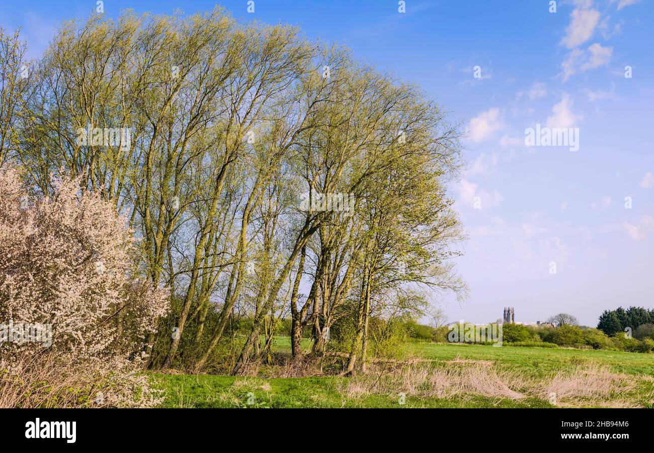 Beverley, Yorkshire, UK. Spring blossom and tall trees in grassy fields ...