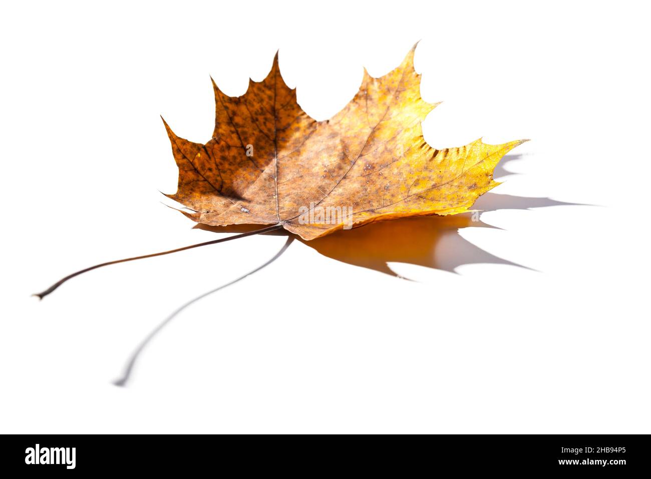 Ragged leaf shape Cut Out Stock Images & Pictures - Alamy