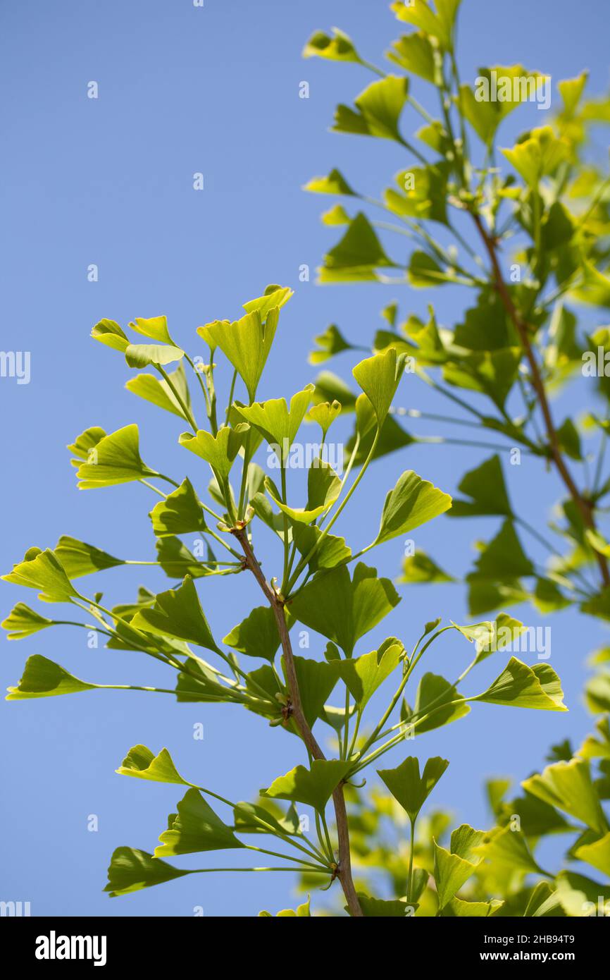 More without stalk hi-res stock photography and images - Alamy