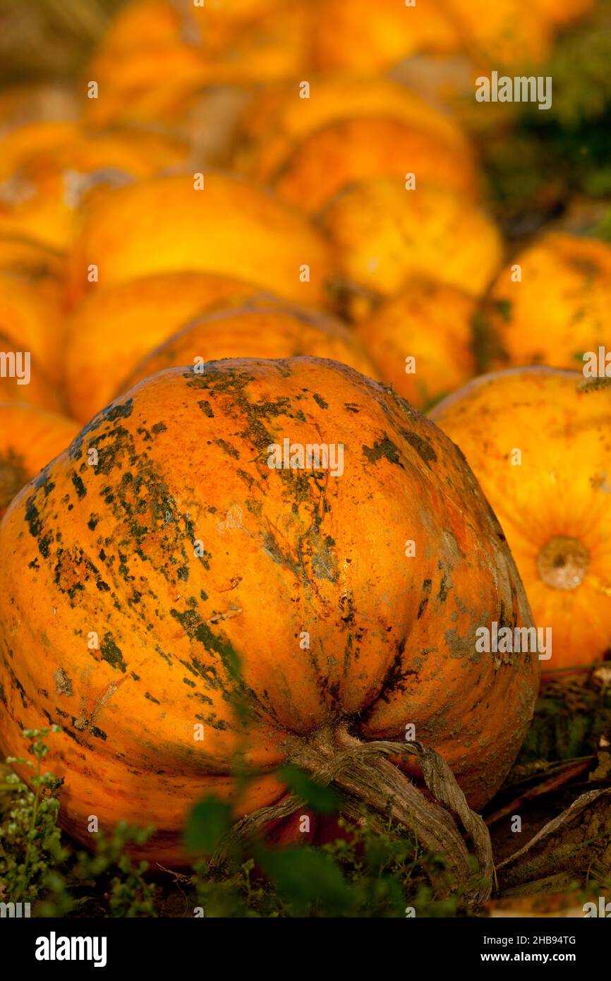 Seed strips hi-res stock photography and images - Alamy
