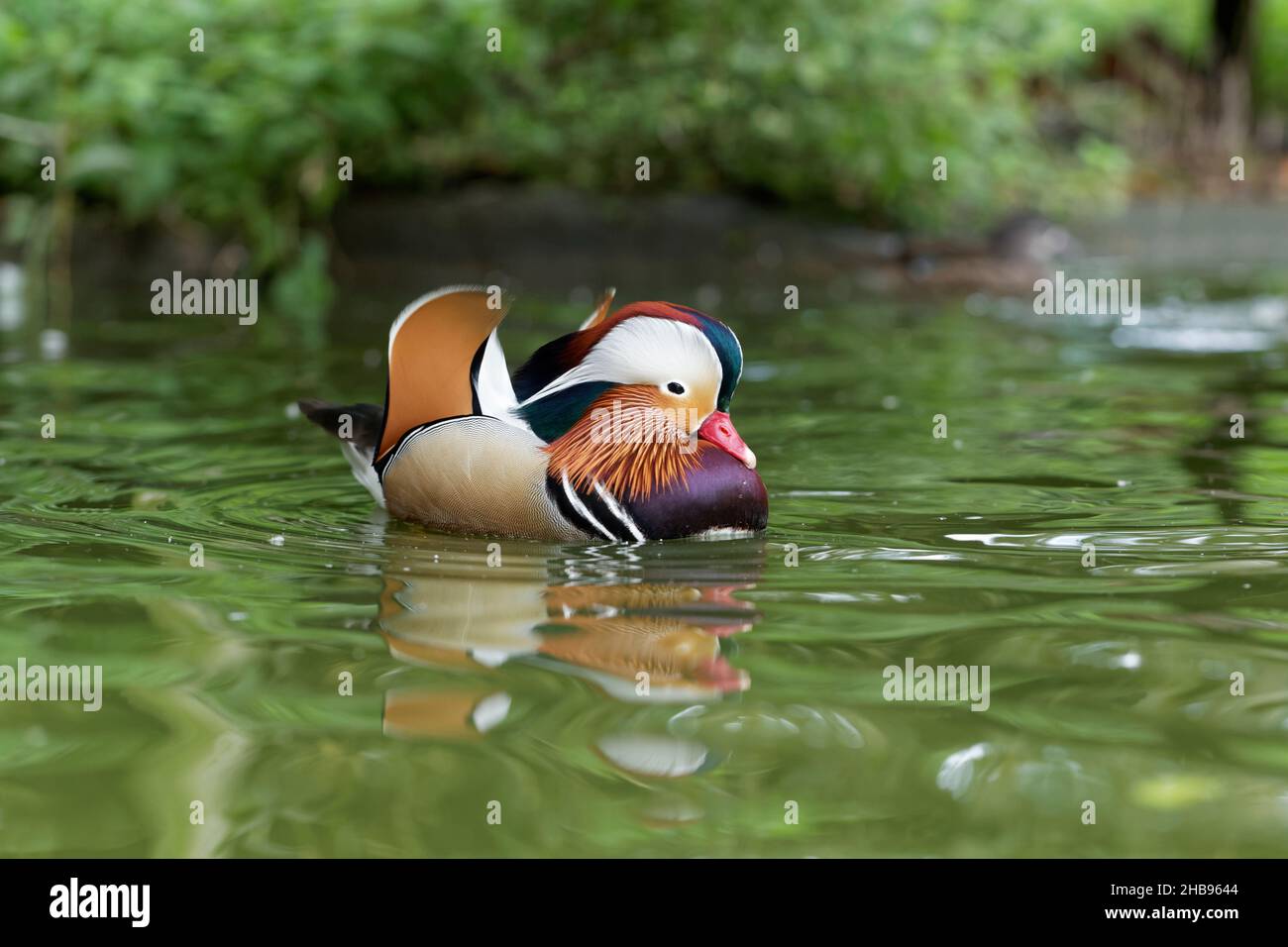 Mandarin duck swimming on lake hi-res stock photography and images - Alamy