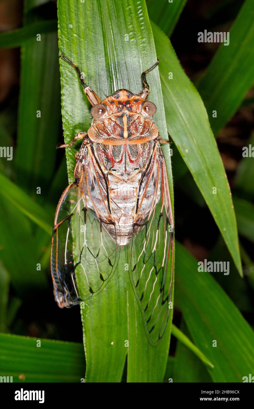 Razor Grinder Cicada, Henicopsaltria eydouxii. Coffs Harbour, NSW ...
