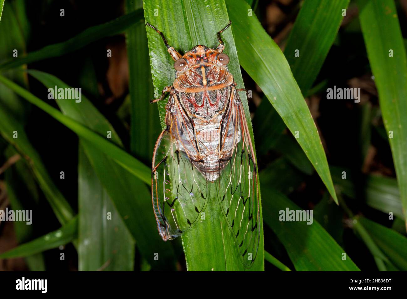 Razor Grinder Cicada, Henicopsaltria eydouxii. Coffs Harbour, NSW ...