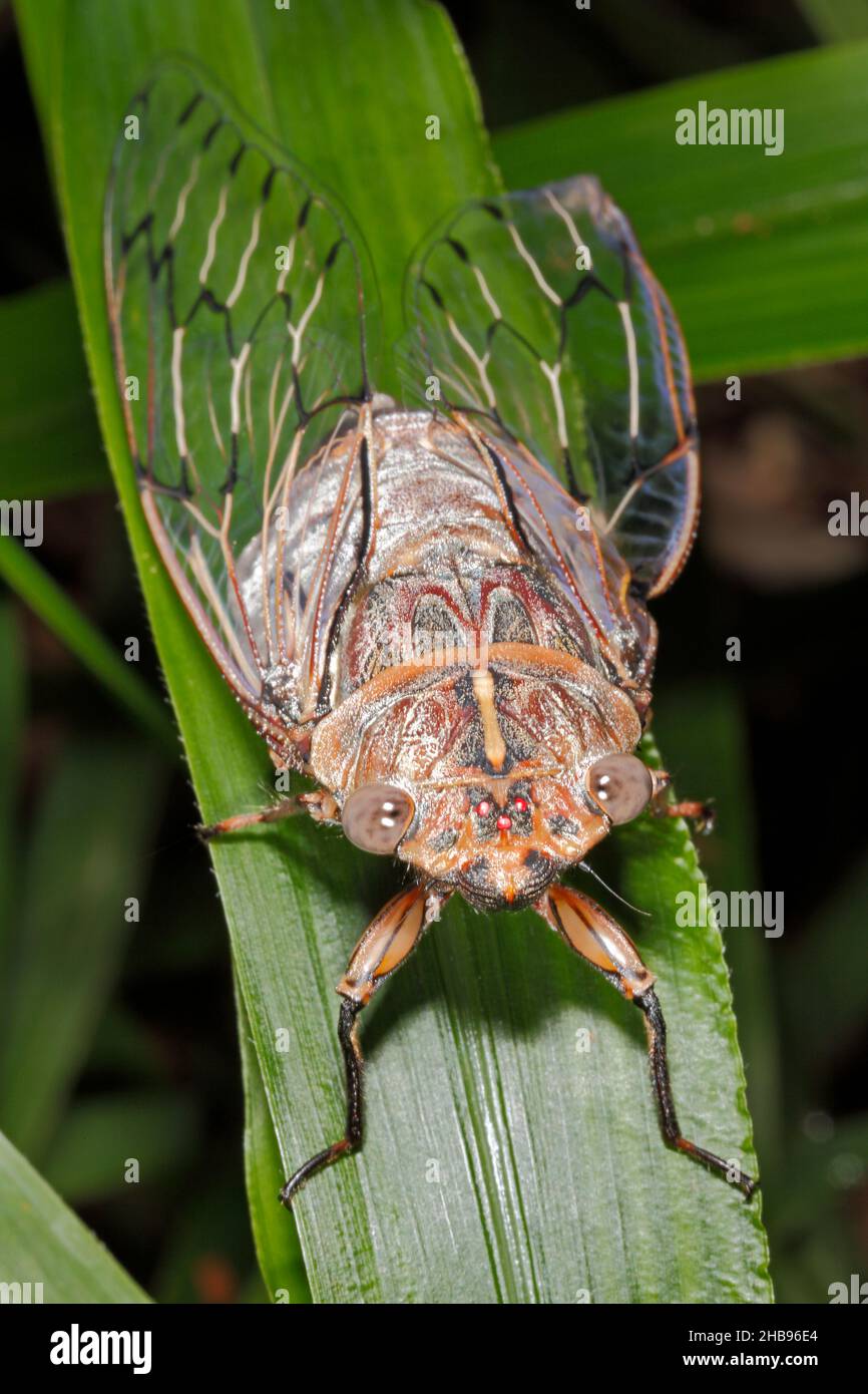 Razor Grinder Cicada, Henicopsaltria eydouxii. Coffs Harbour, NSW ...