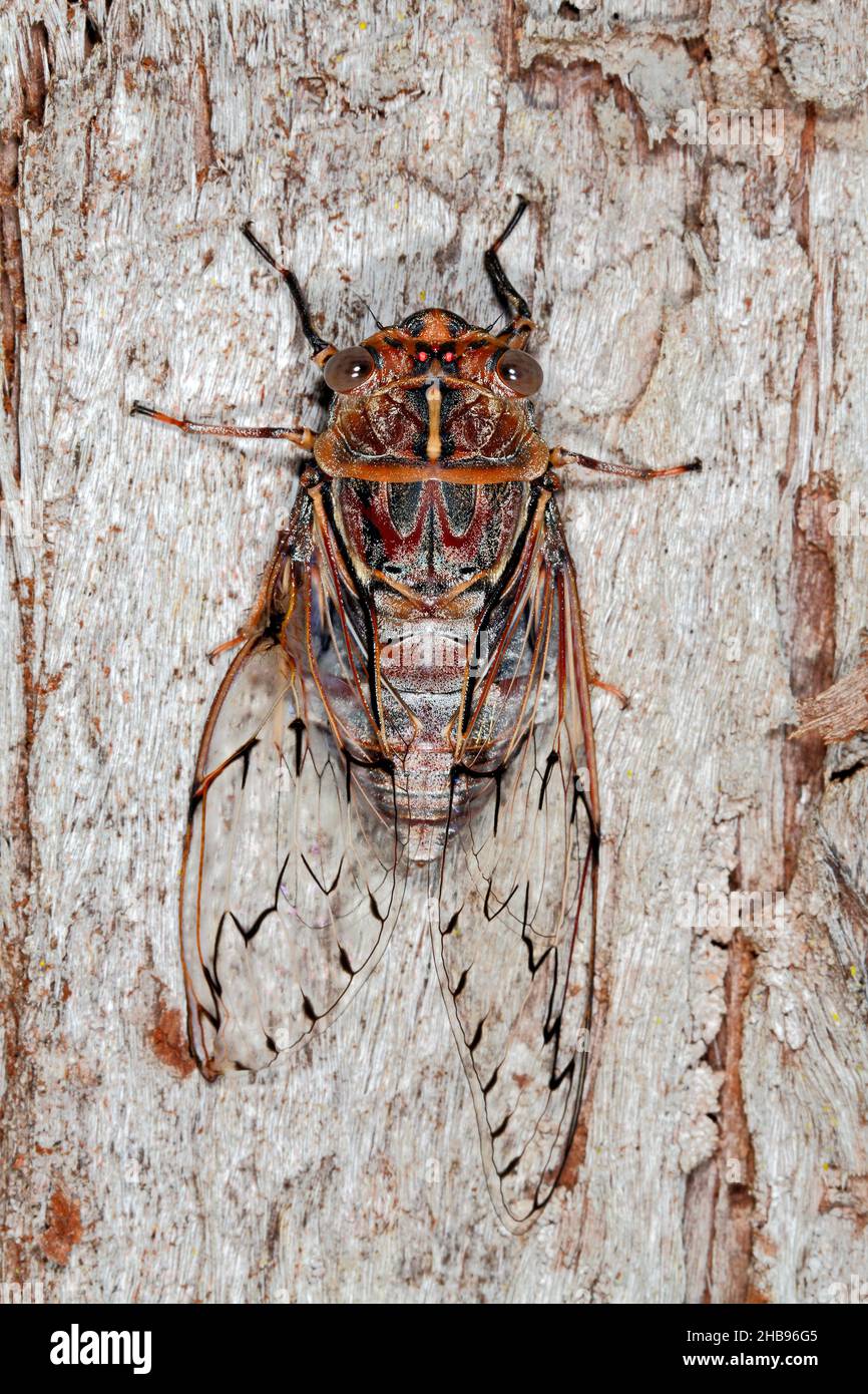 Razor Grinder Cicada, Henicopsaltria eydouxii. Coffs Harbour, NSW ...