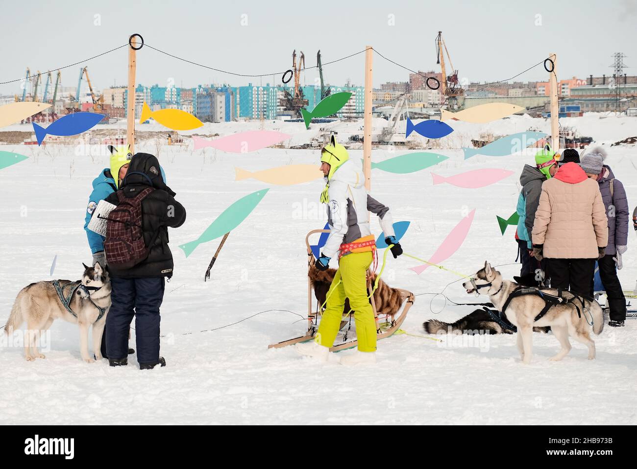 Taimyr sled dog hi-res stock photography and images - Alamy