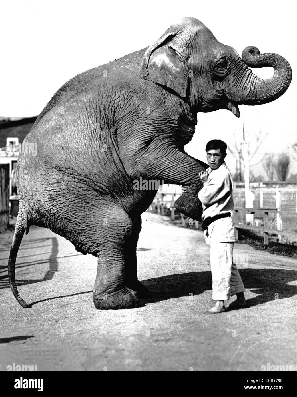 Elephant being made to stand on it's hind legs while man stands before ...
