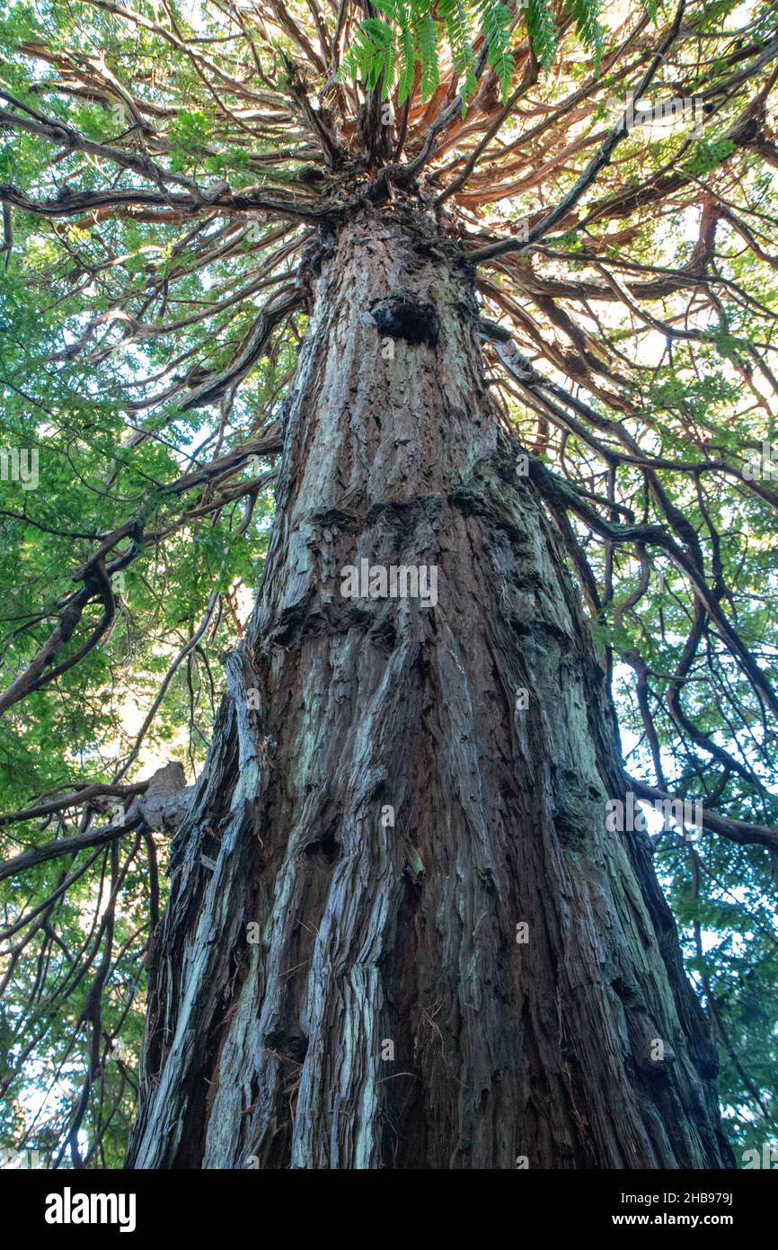 View standing at the base of a tall tree in Wellington Botanical ...