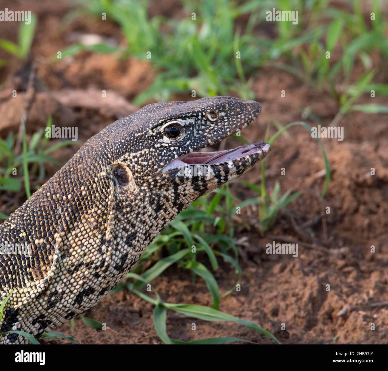 Nile monitor lizard Stock Photo - Alamy