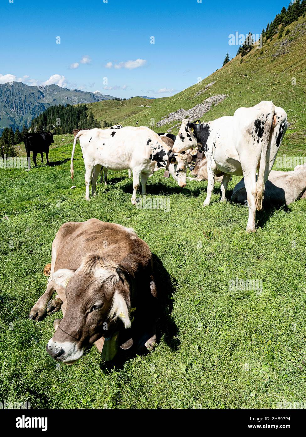 Swiss cows hi-res stock photography and images - Alamy