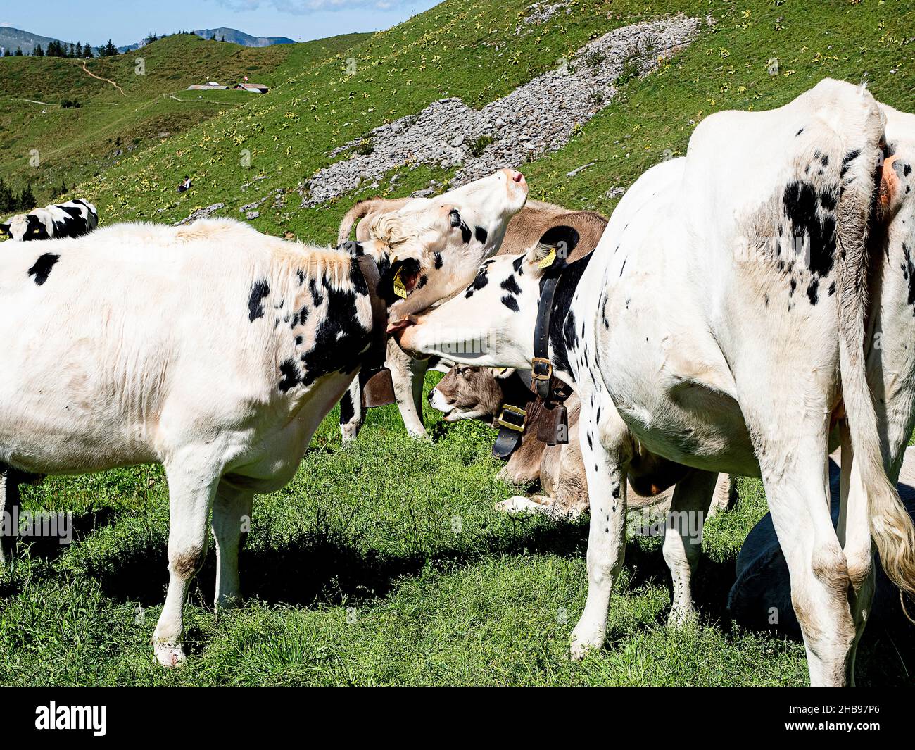 Kissing cows on Swiss mountain field on sunny summer afternoon ...