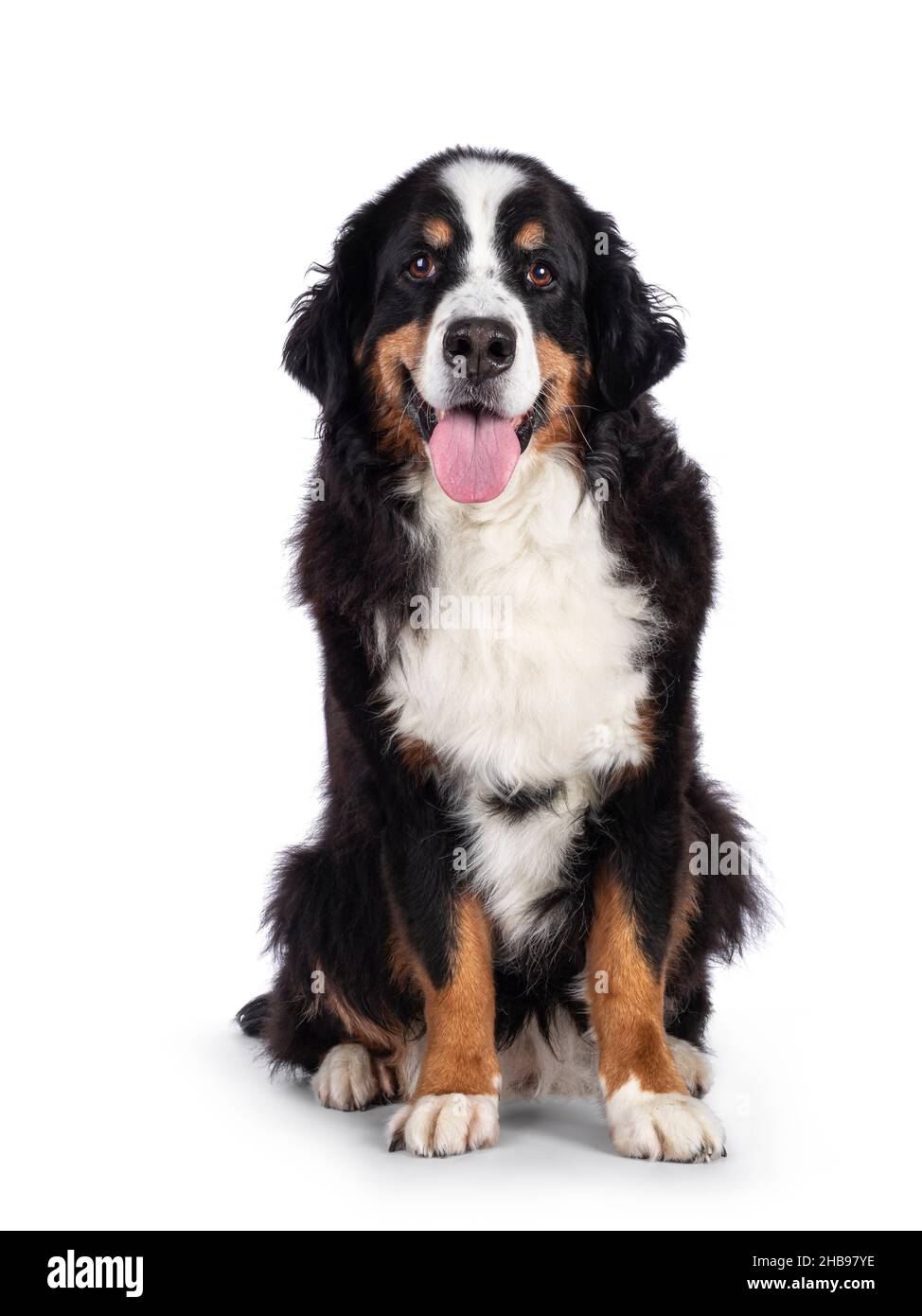 Pretty adult Berner Sennen dog, sitting up, facing camera. Looking ...