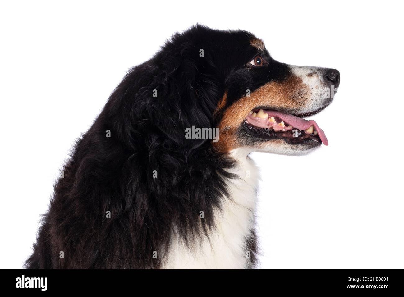 Head shot of pretty adult Berner Sennen dog, sitting up. Looking to the ...