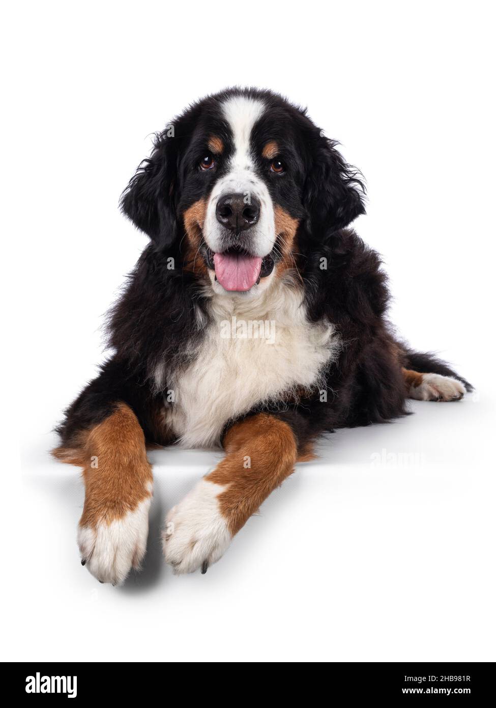 Pretty adult Berner Sennen dog, laying down facing front on edge ...