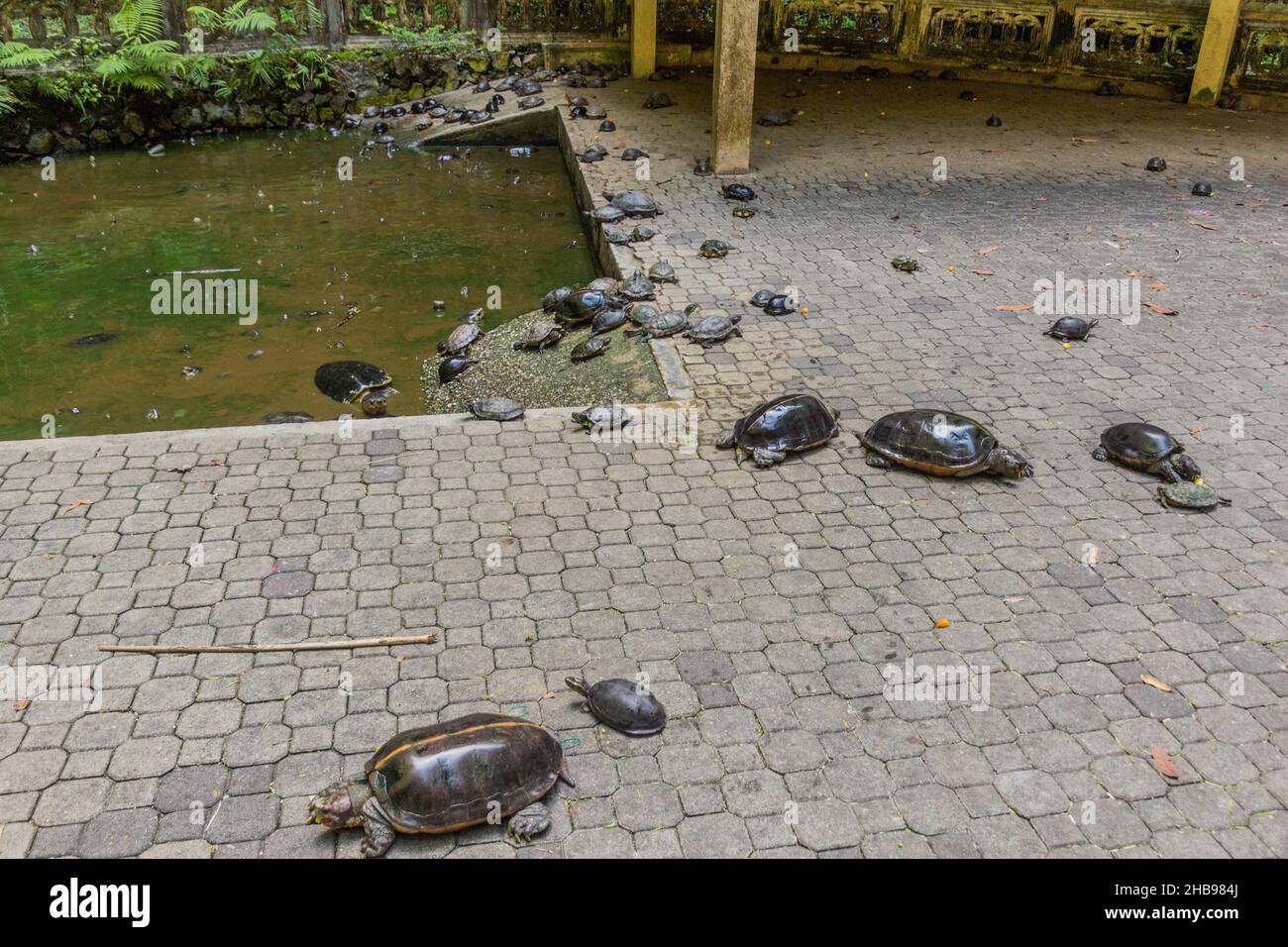 Turtle pond at Sam Poh Tong Temple in Ipoh, Malaysia Stock Photo - Alamy